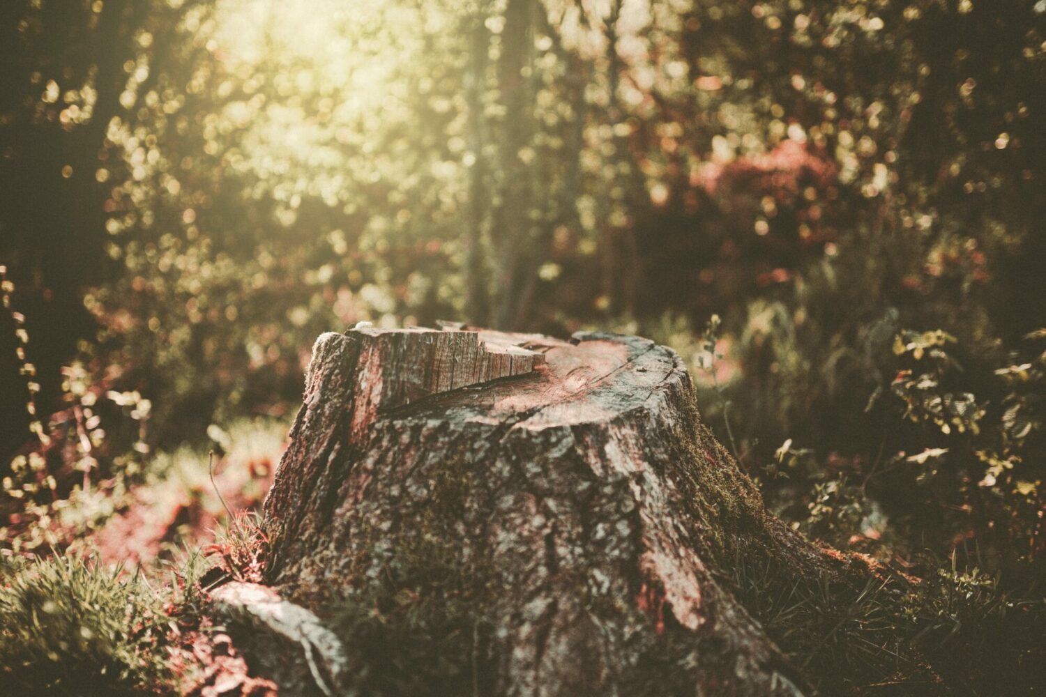 7 Things You Need to Know about Removing a Stump - Hentges Tree Service