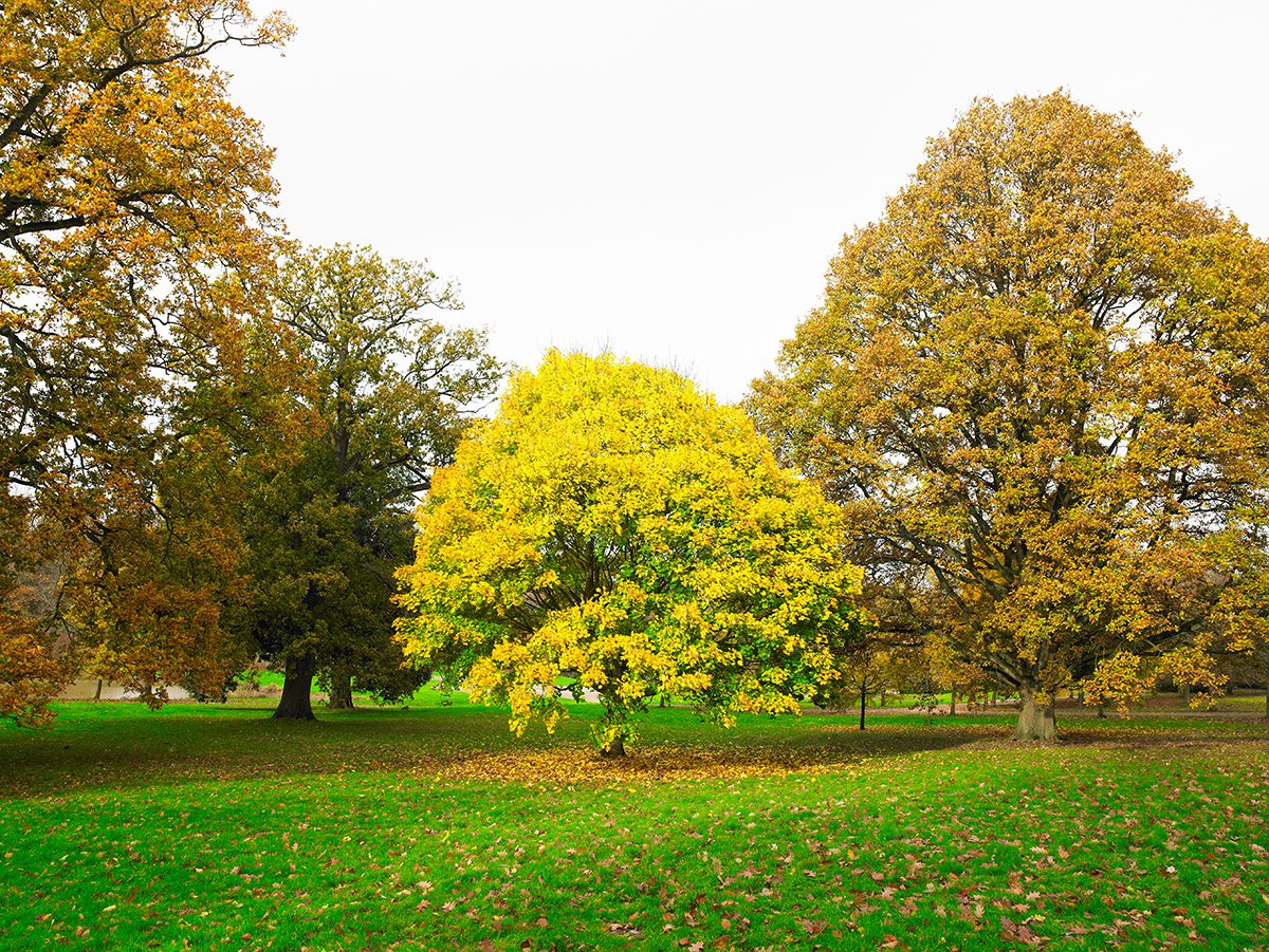 Hentges Tree Service in Jefferson City, Missouri | Residential and ...