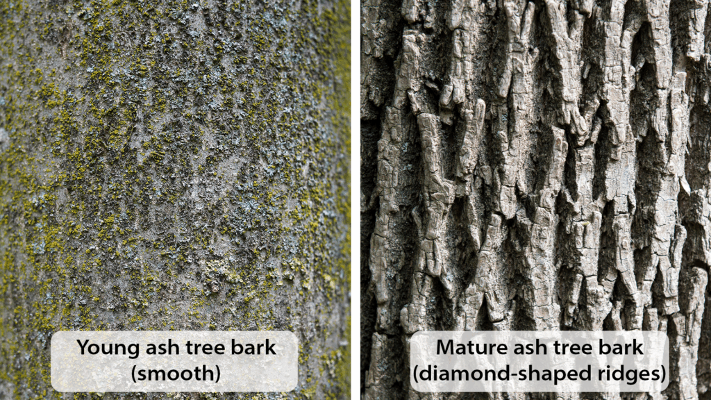 Ash Tree Identification: Is Your Tree an Ash? - Hentges Tree Service