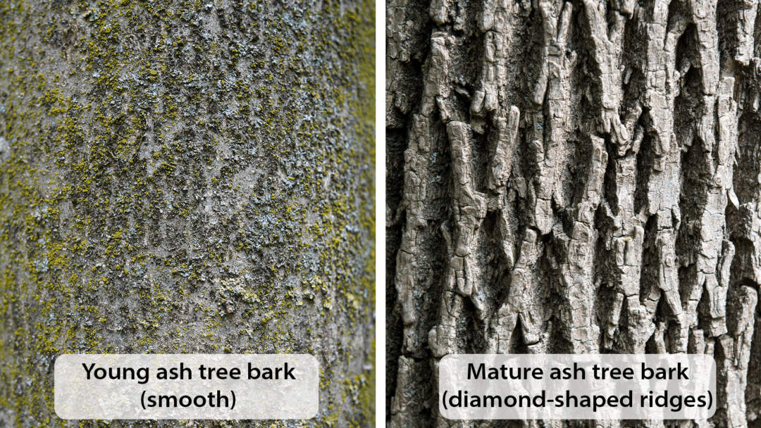 Ash Tree Identification: Is Your Tree an Ash? - Hentges Tree Service
