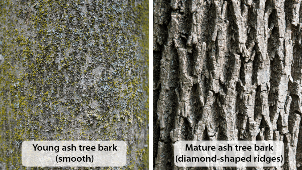 Ash Tree Identification: Is Your Tree an Ash? - Hentges Tree Service