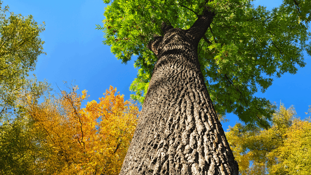 Ash Tree Identification: Is Your Tree an Ash? - Hentges Tree Service