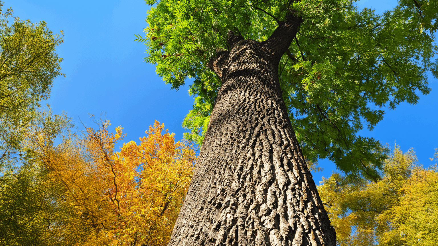 Ash Tree Identification: Is Your Tree an Ash? - Hentges Tree Service