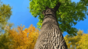 Ash Tree Identification: Is Your Tree an Ash? - Hentges Tree Service