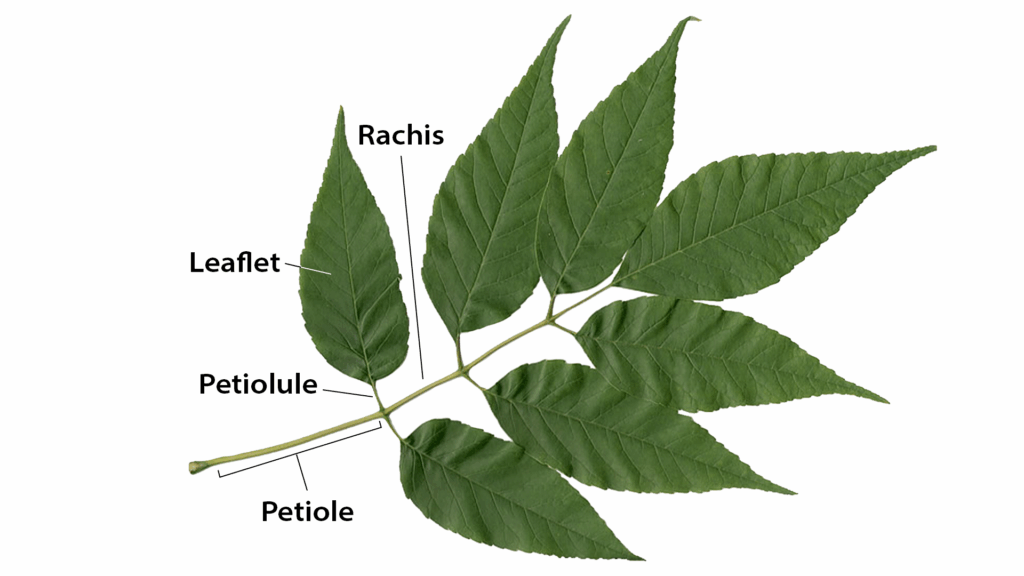 Ash Tree Identification: Is Your Tree an Ash? - Hentges Tree Service