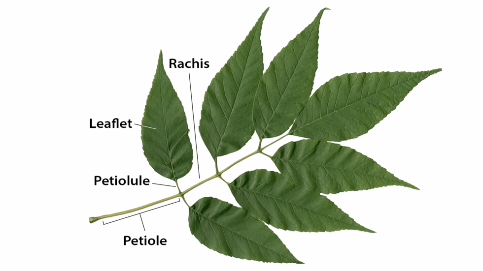 Ash Tree Identification: Is Your Tree an Ash? - Hentges Tree Service